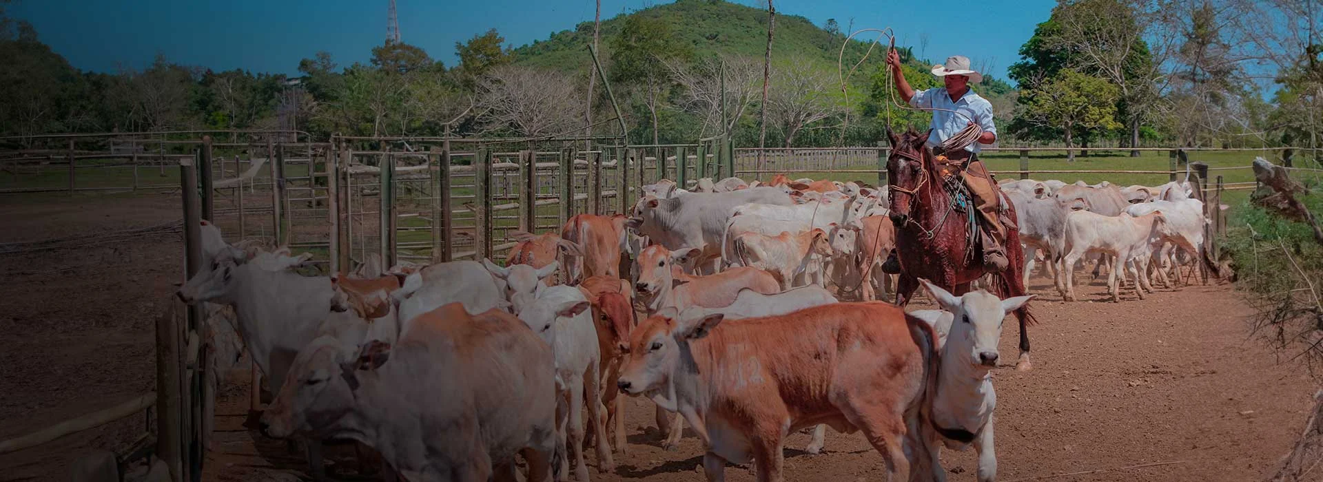 Finca | Alimentos concentrado para animales